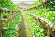 Genting Strawberry Leisure Farm in Genting Highlands